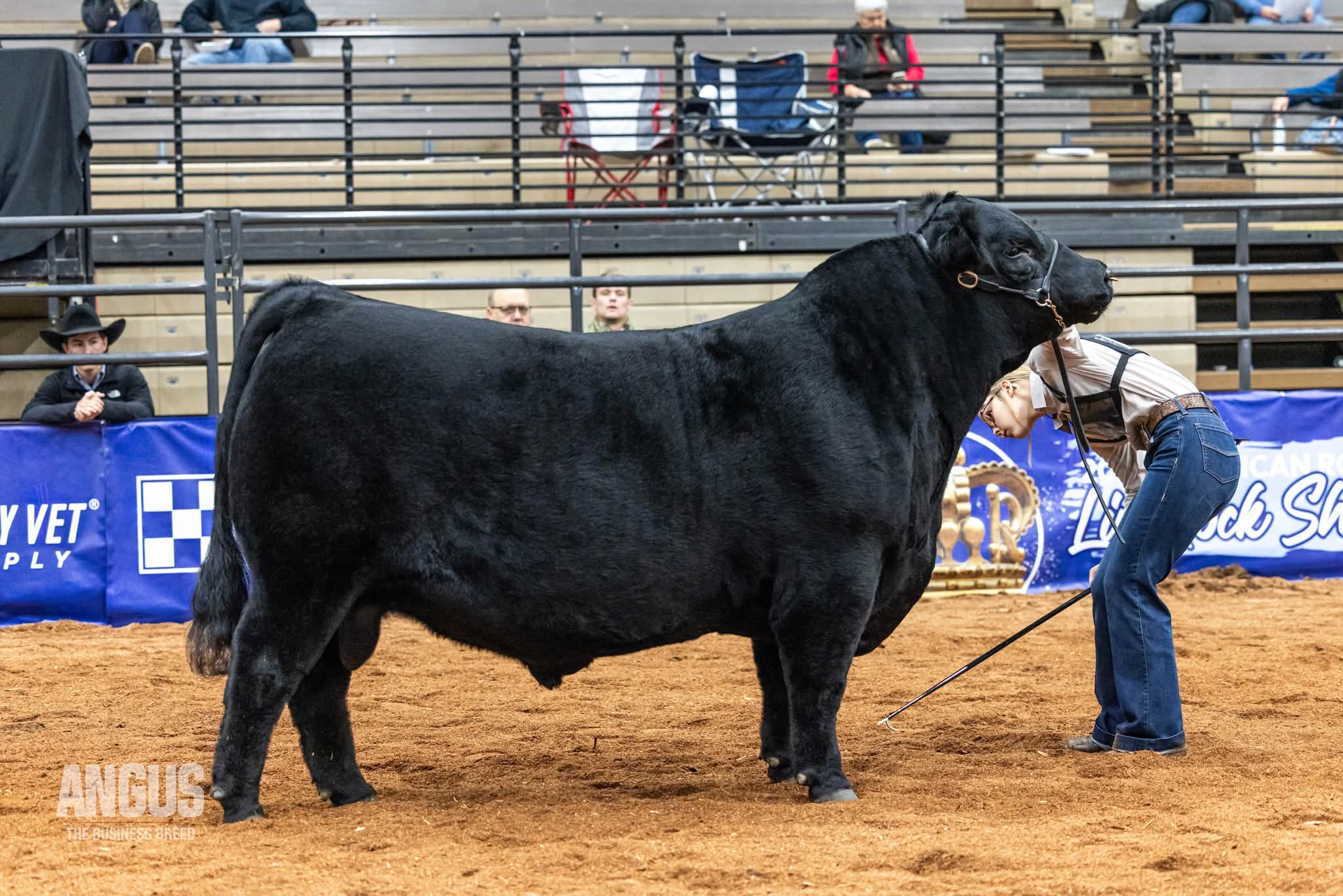 King Pin 3056 – ShowMe Genetic Services